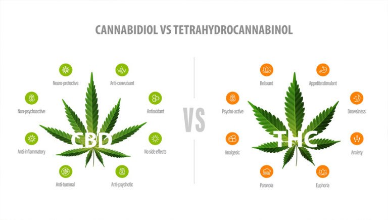 CBD vs THC: Understanding the Key Differences and Similarities between These Cannabis Compounds ...