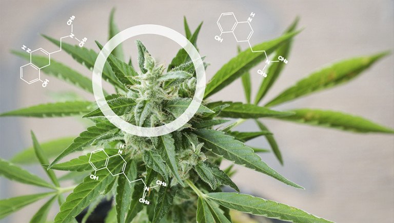 Cannabis-based medicinal products in the UK - Healthopedia.com