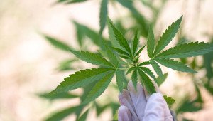 The Active Ingredient in Medical Cannabis: THC, CBD, and Beyond ...