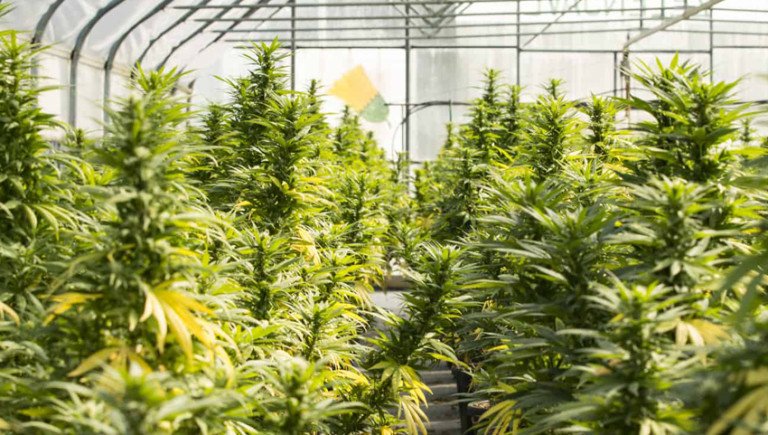 What Type of Drug is Marijuana? Demystifying its Classification and ...